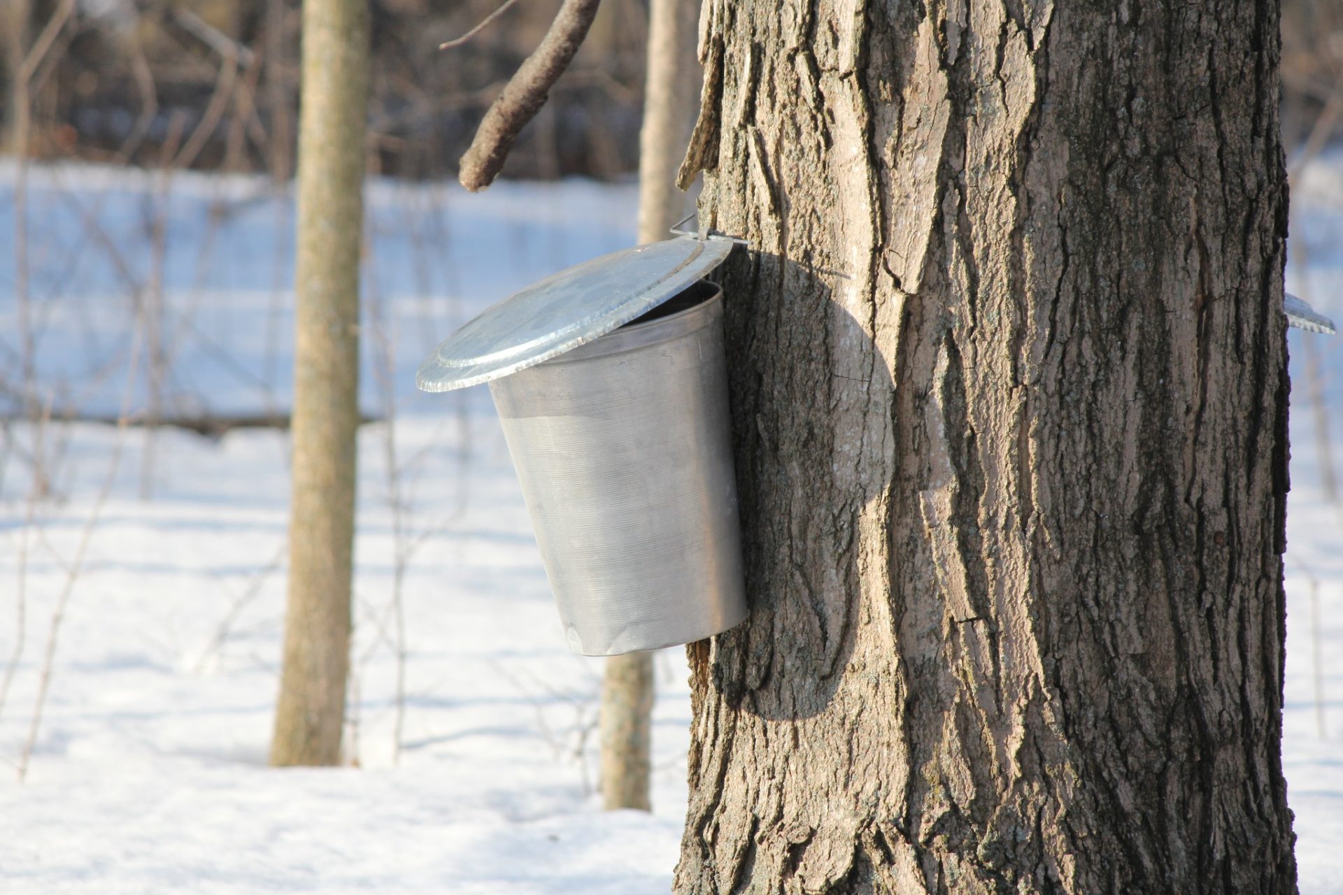 The Best Places to Maple Syrup Tap Near the Twin Cities